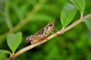 Tổng Hợp 200 Hình Ảnh Con Châu Chấu Đẹp Nhất Hành Tinh