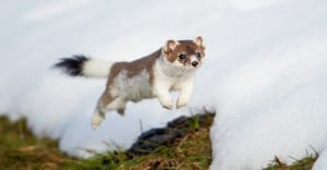 [Tải] 255+ Hình ảnh con chồn hương, chồn hôi, chồn bay, chồn sóc